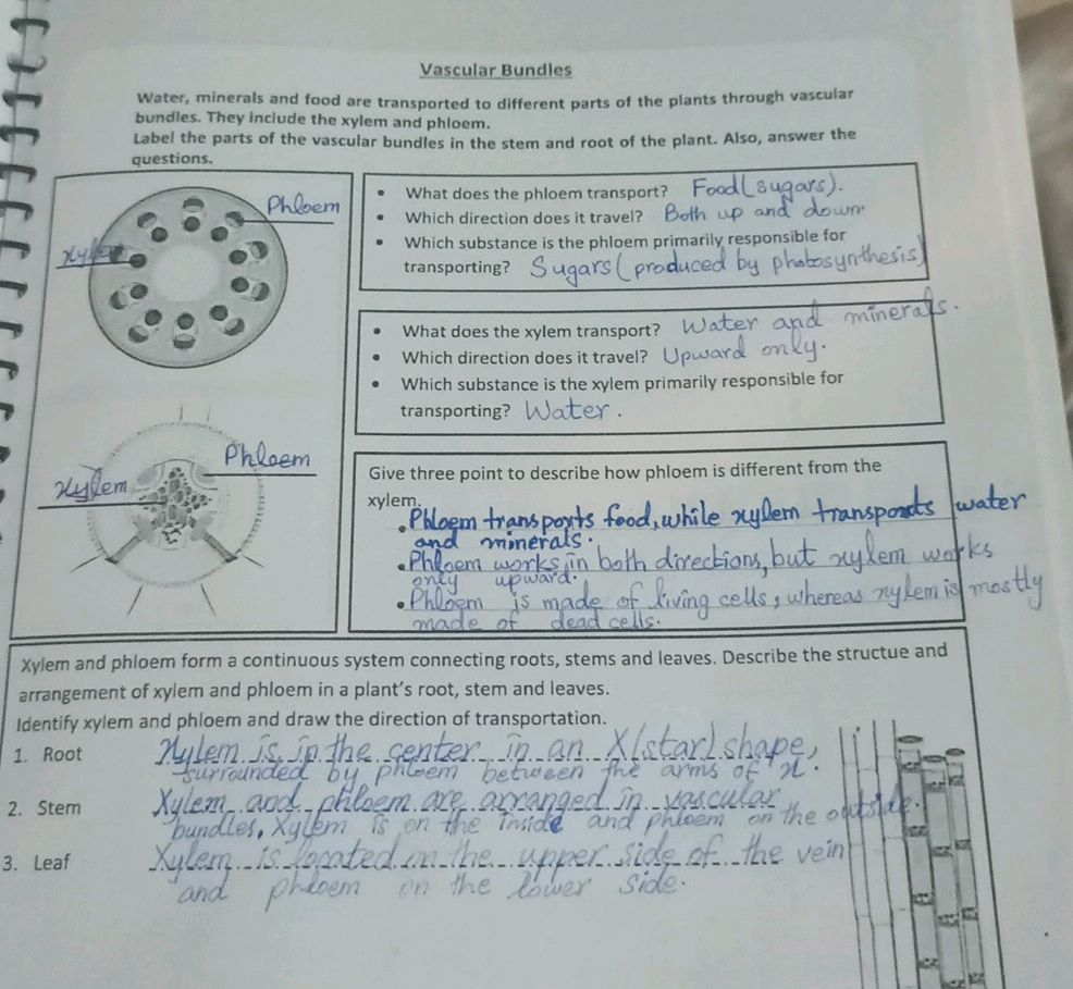 What does the phloem transport? Food | StudyX