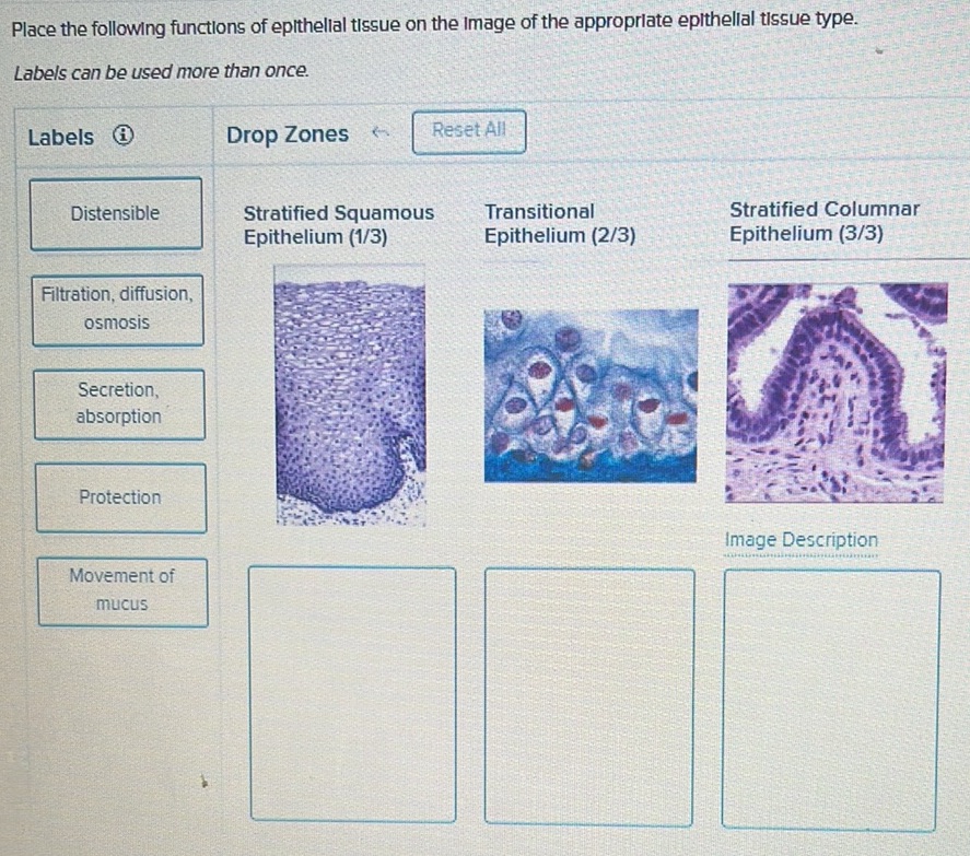 Place the following functions of epithelial