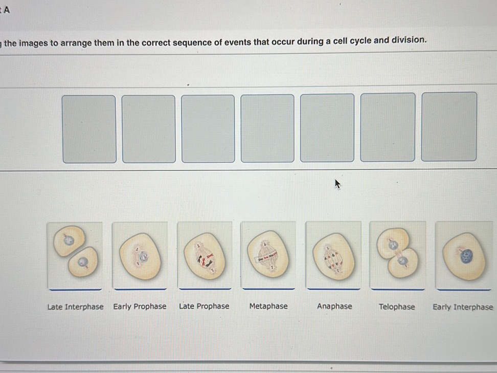 Arrange the images to arrange them in the | StudyX