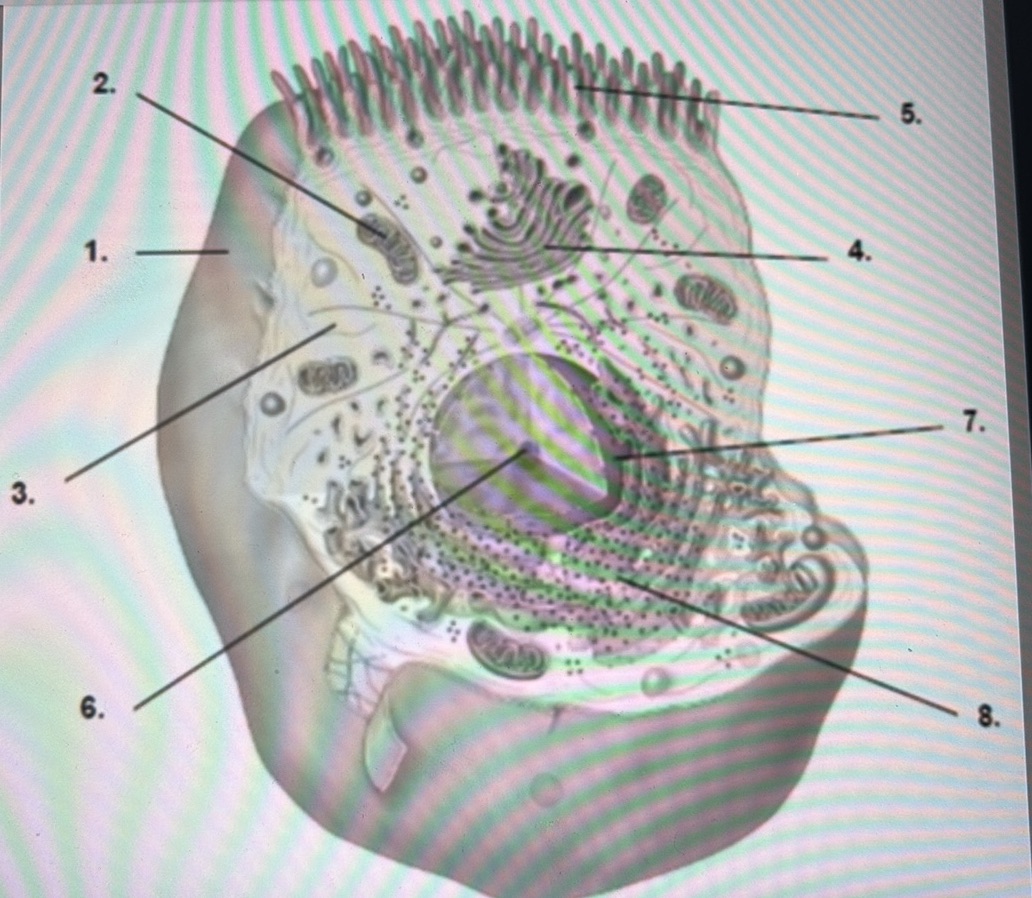 The image shows a cell diagram with numbered | StudyX
