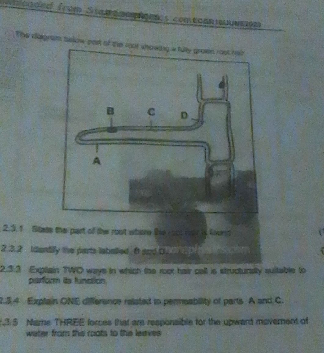 The diagram below part of the root showing a | StudyX