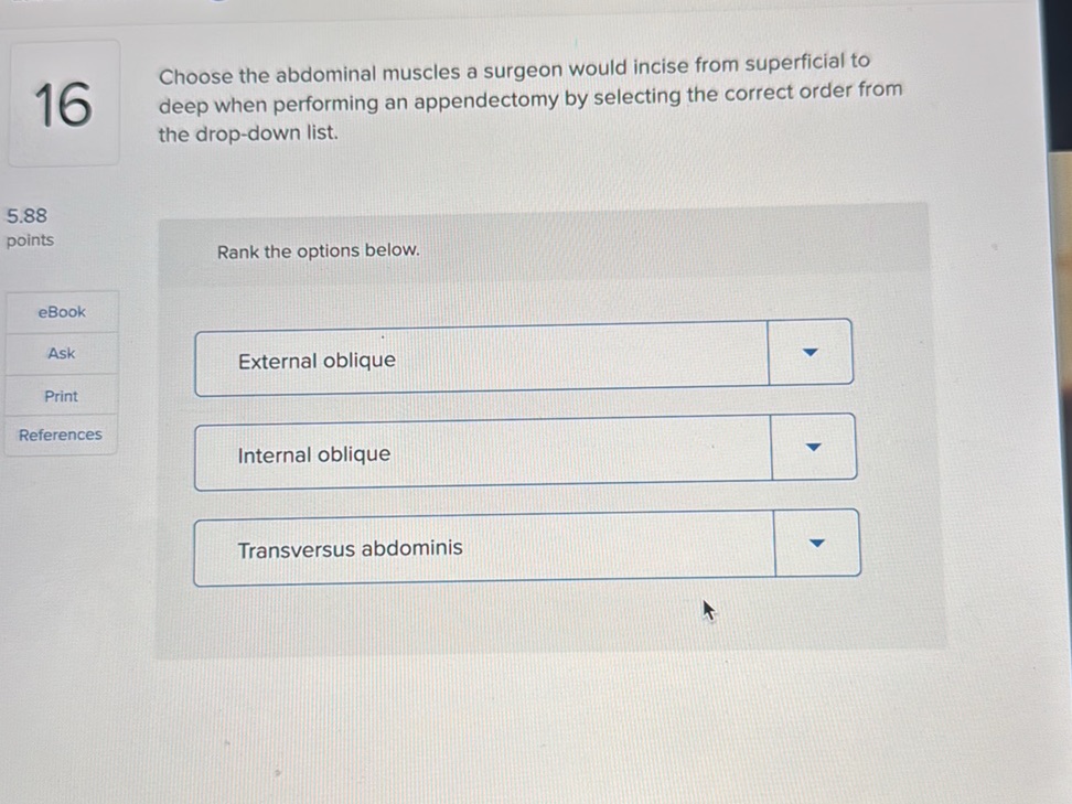 Choose the abdominal muscles a surgeon would | StudyX