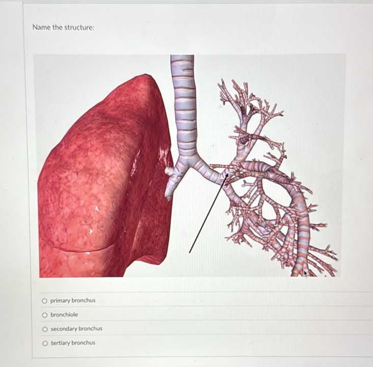 Name the structure: * primary bronchus * | StudyX