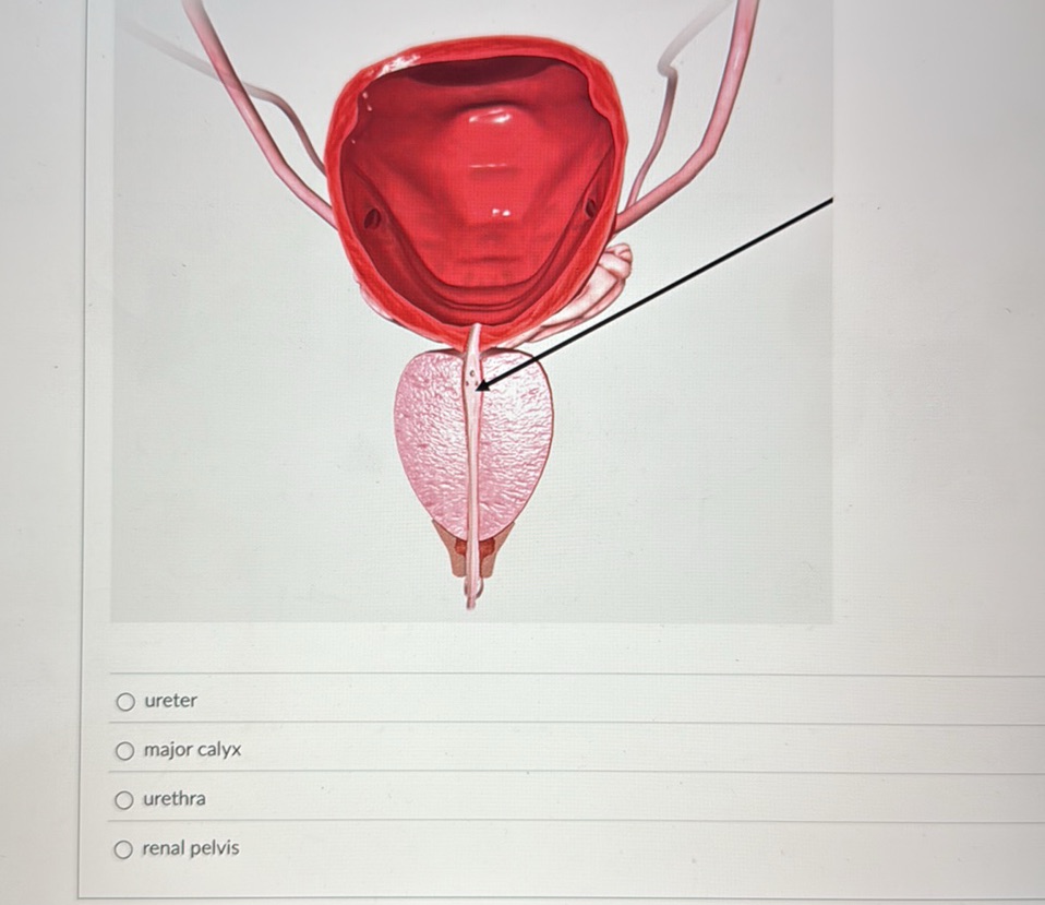 Which structure is indicated by the arrow? | StudyX