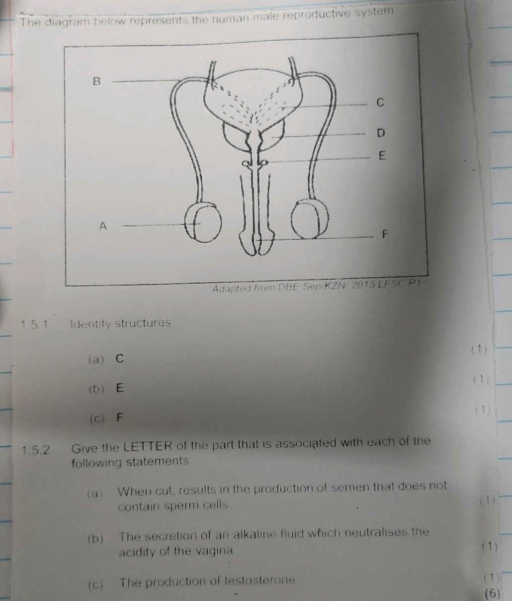 The diagram below represents the human male | StudyX