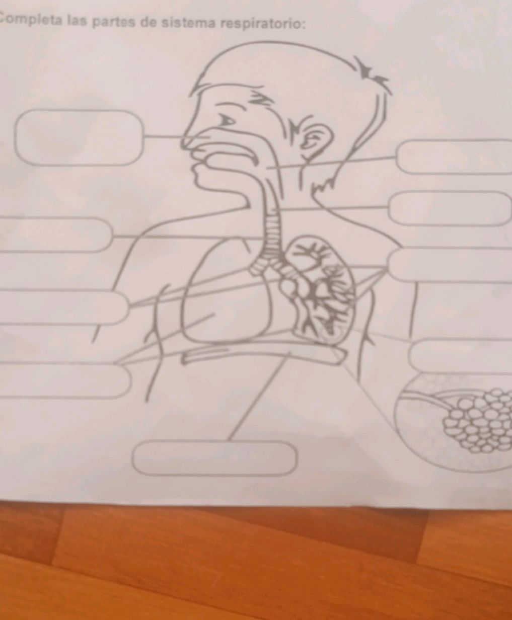 Completa las partes de sistema respiratorio: | StudyX