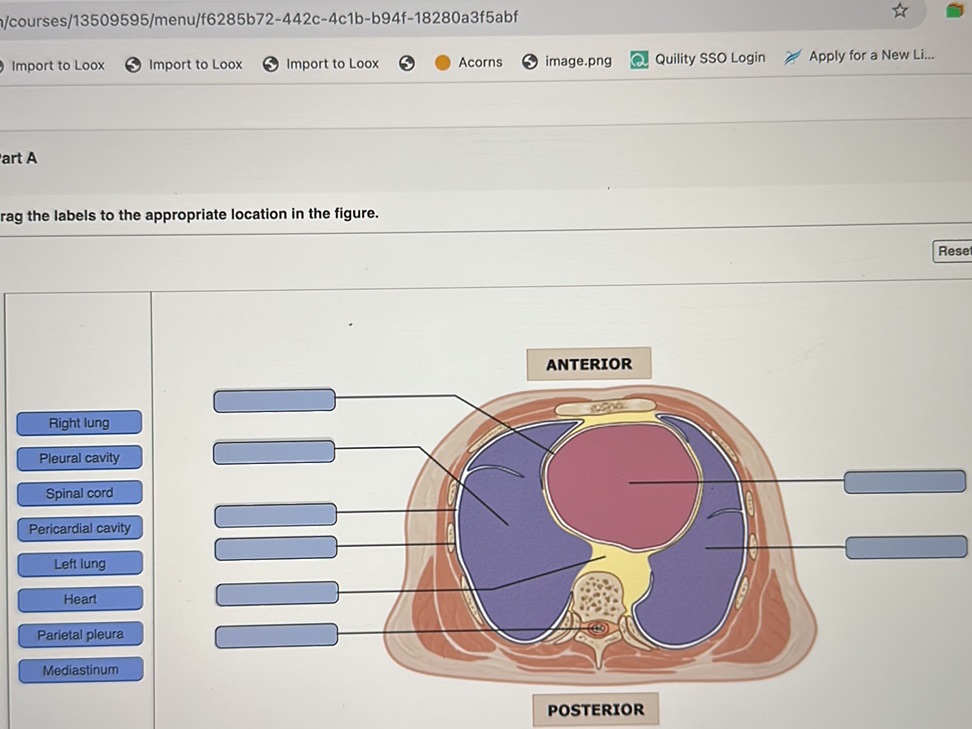 Drag the labels to the appropriate location | StudyX