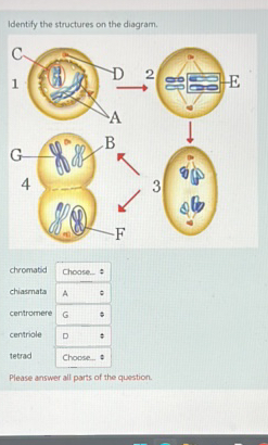 Identify the structures on the diagram | StudyX
