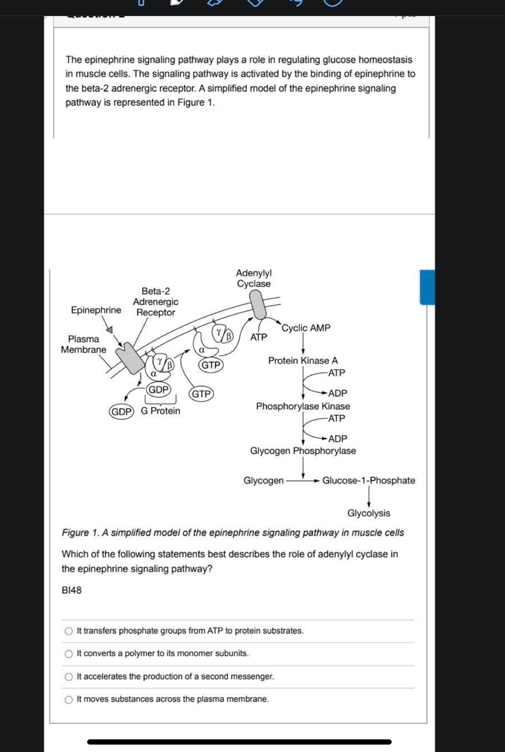 The epinephrine signaling pathway plays a | StudyX