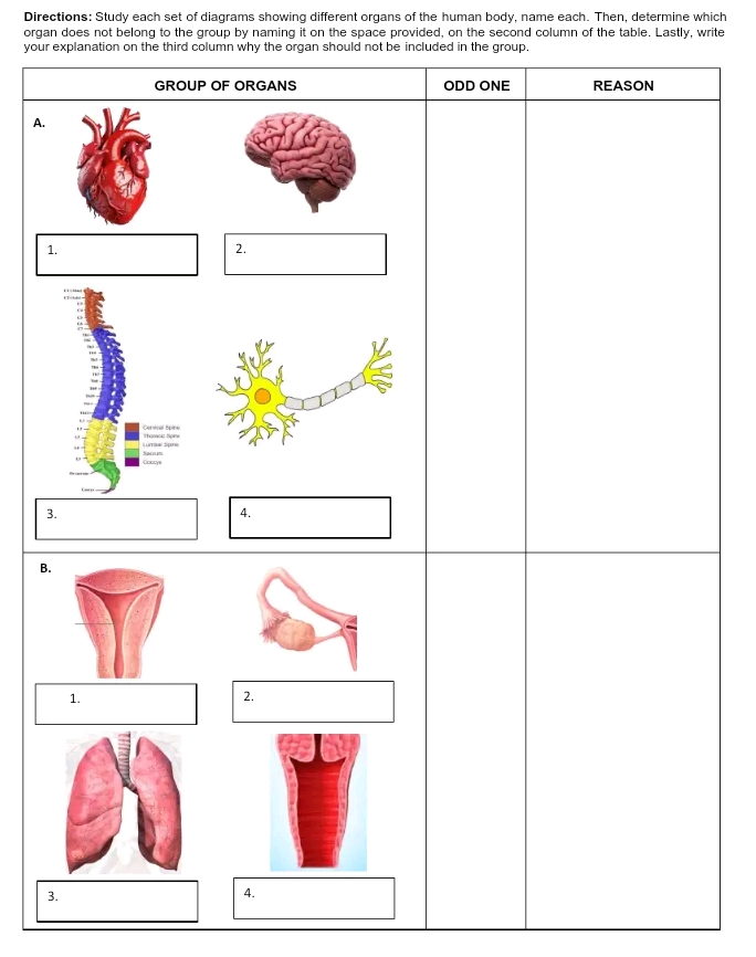 Directions Study each set of diagrams | StudyX