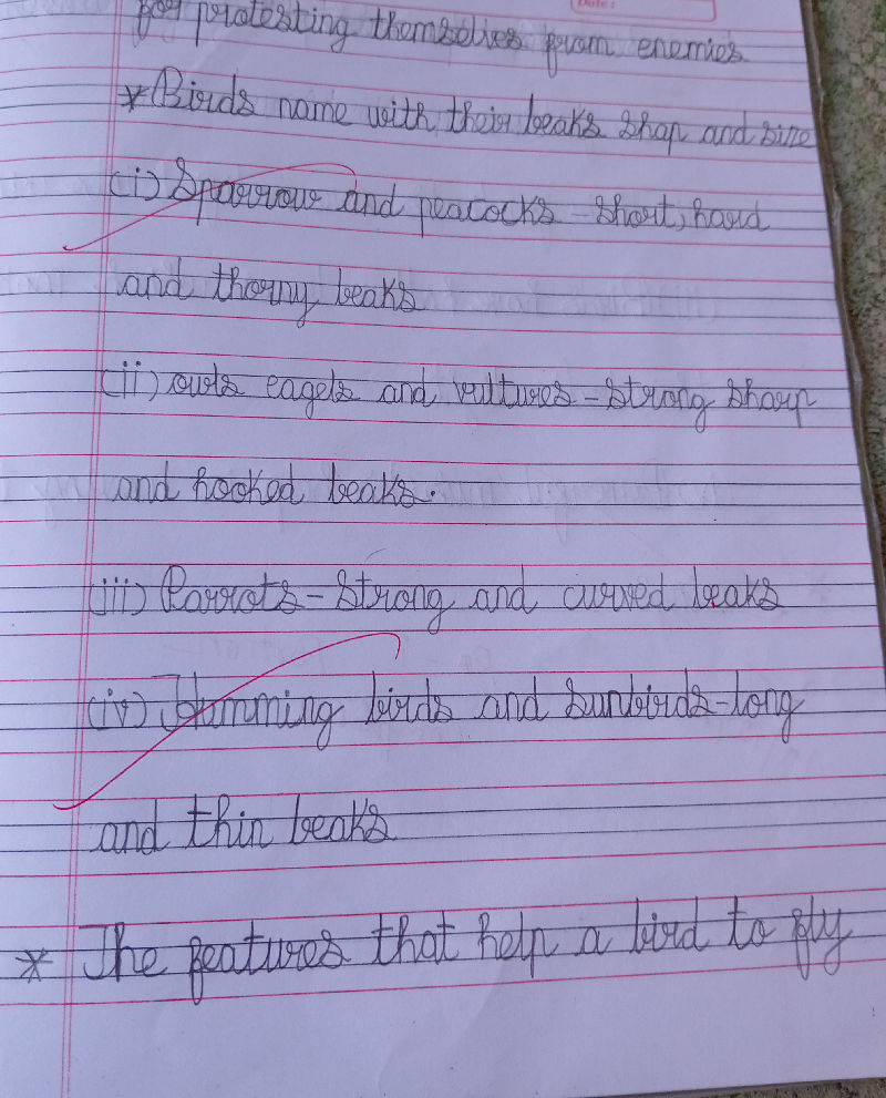 Birds name with their beaks shape and size | StudyX