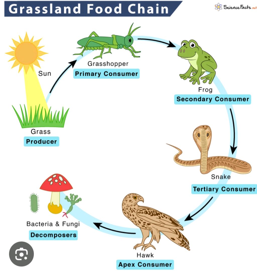 Grassland Food Chain Sun Grass Producer | StudyX