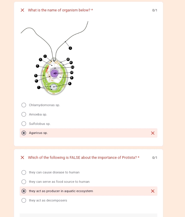 What is the name of organism below | StudyX
