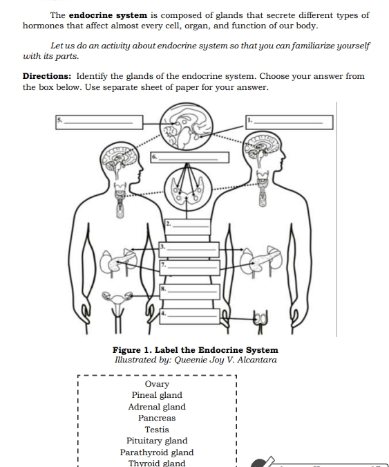The endocrine system is composed of glands | StudyX