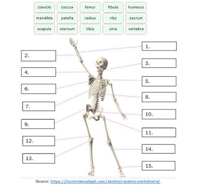 Match the following bones to the correct | StudyX