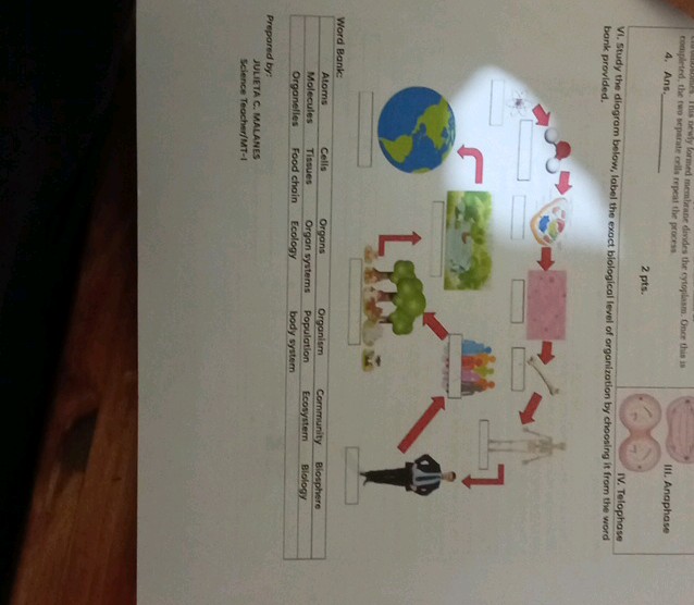VI Study the diagram below label the exact | StudyX