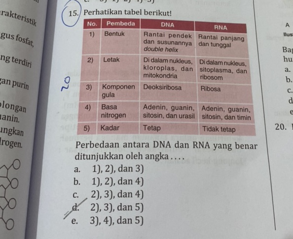 Perhatikan tabel berikut No Pembeda DNA RNA | StudyX