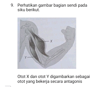 9 Perhatikan gambar bagian sendi pada siku | StudyX