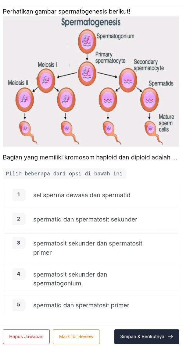 Perhatikan gambar spermatogenesis berikut | StudyX