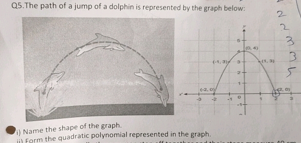 Q5 The path of a jump of a dolphin is