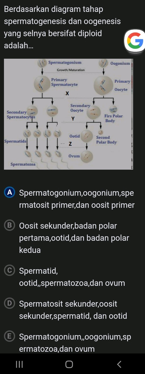 Berdasarkan diagram tahap spermatogenesis | StudyX