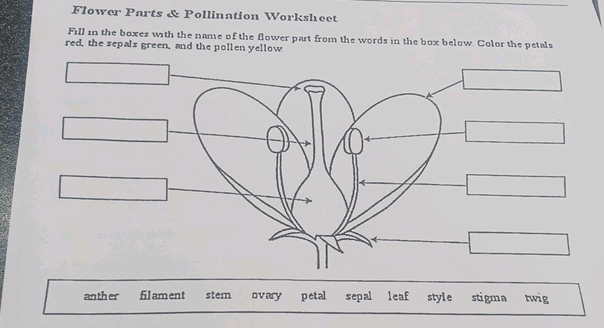 Flower Parts Pollination WorksheetFill in | StudyX