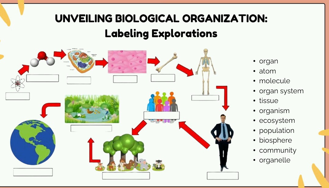 UNVEILING BIOLOGICAL ORGANIZATION Labeling | StudyX
