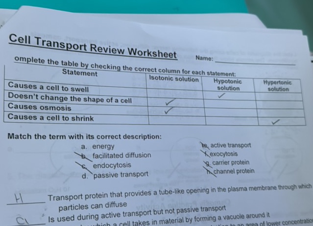 Cell Transport Review Worksheet Name | StudyX