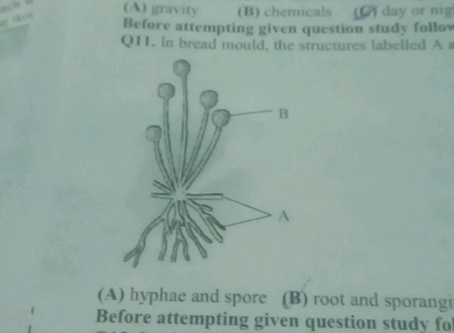 Q11 In bread mould the structures labelled A
