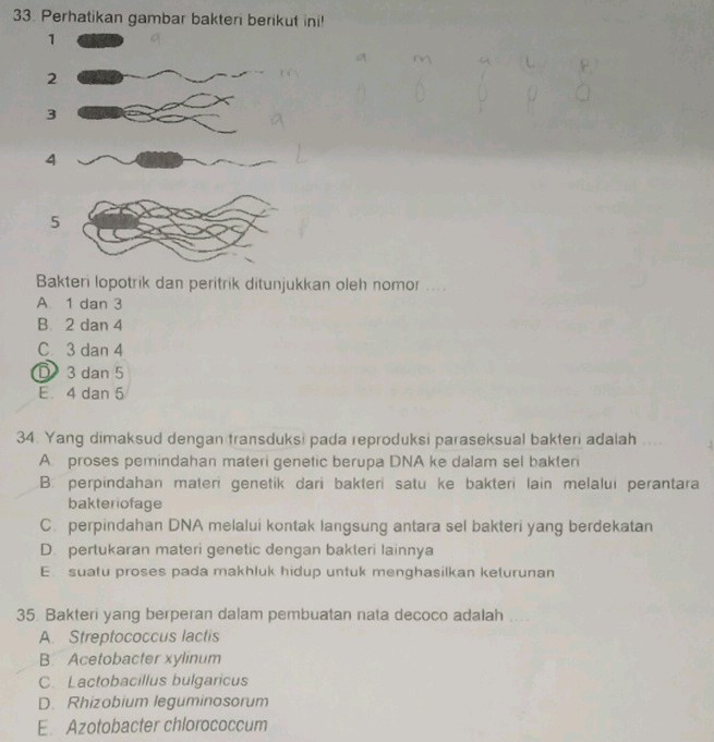 33 Perhatikan gambar bakteri berikut ini 1 2 | StudyX