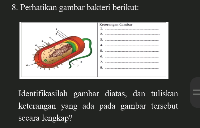8 Perhatikan gambar bakteri berikut | StudyX