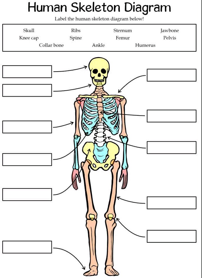 Human Skeleton Diagram Label the human | StudyX