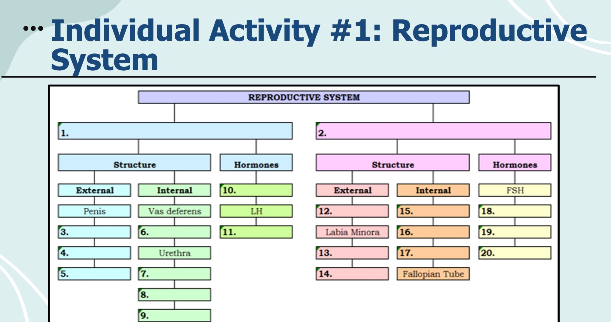 Individual Activity 1 Reproductive System 1 | StudyX