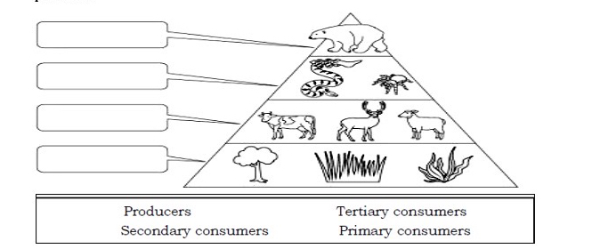 Label the trophic levels in the food pyramid | StudyX