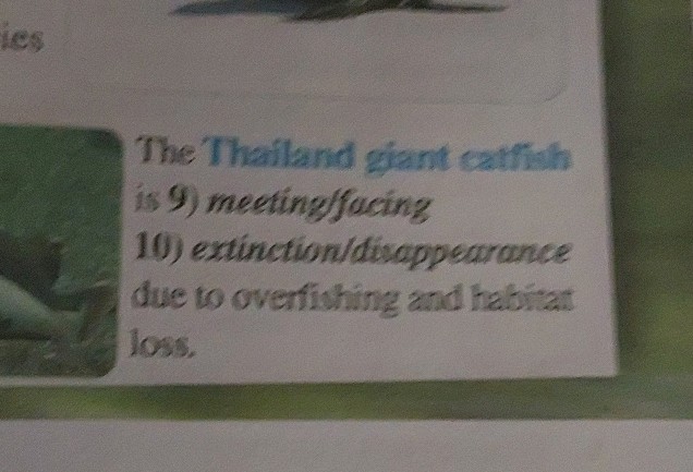 The Thailand giant catfish is 9) | StudyX