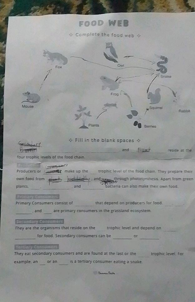 FOOD WEB Complete the food web | StudyX