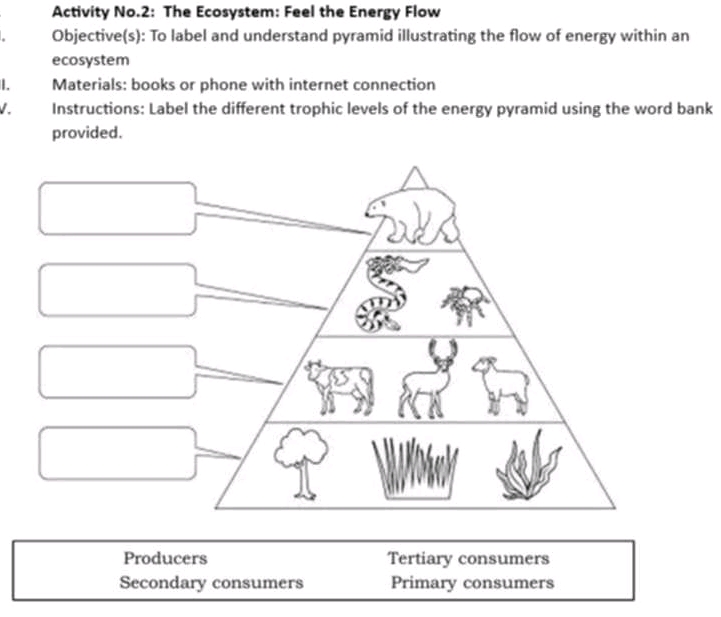 Activity No2 The Ecosystem Feel the Energy | StudyX