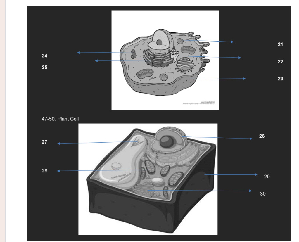 47-50 Plant Cell Label the parts of the | StudyX