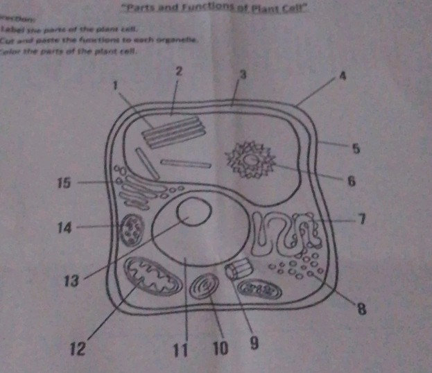 Parts and Functions of Plant CellLabel the | StudyX