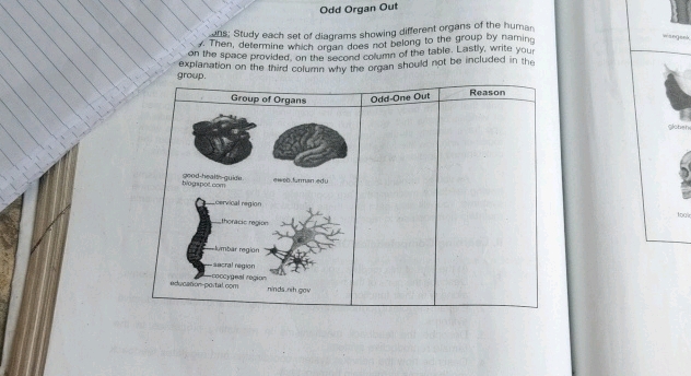 Odd Organ Out ans Study each set of diagrams | StudyX