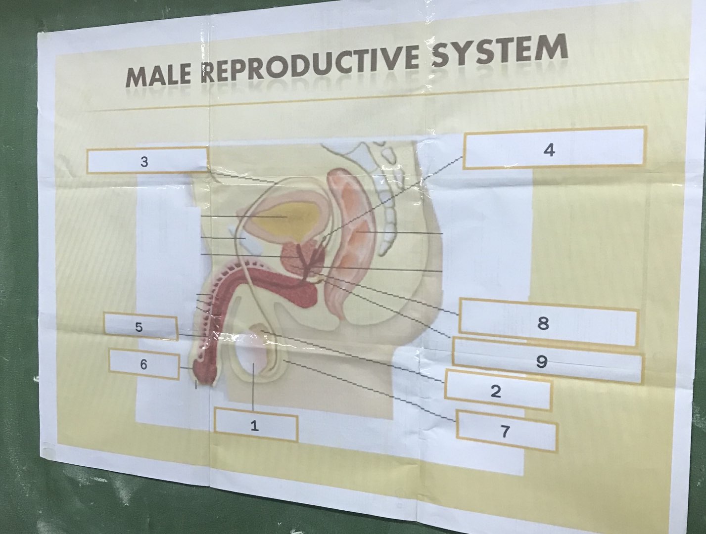 MALE REPRODUCTIVE SYSTEM Label the parts of | StudyX