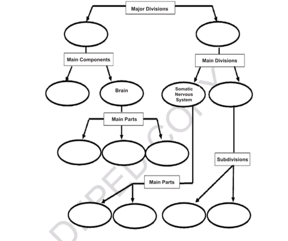 Major Divisions Main Components Brain Main | StudyX