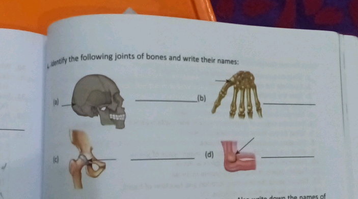 Identify the following joints of bones and | StudyX
