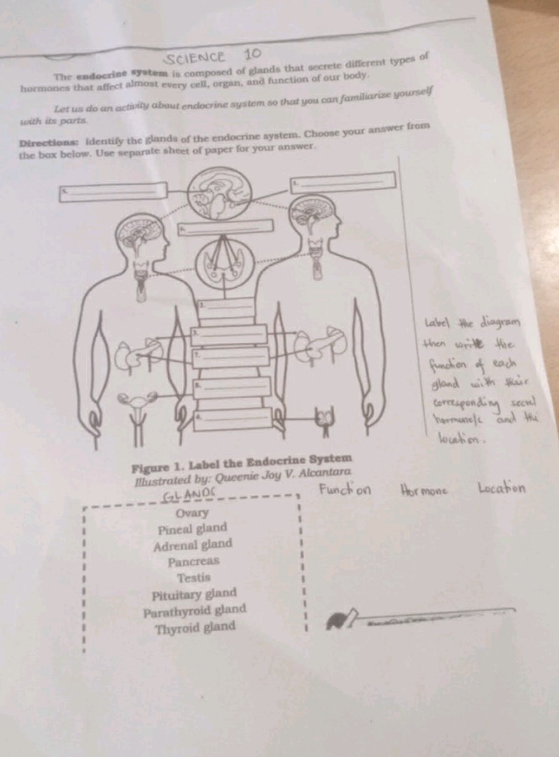 SCIENCE 10 The endocrine system is composed | StudyX
