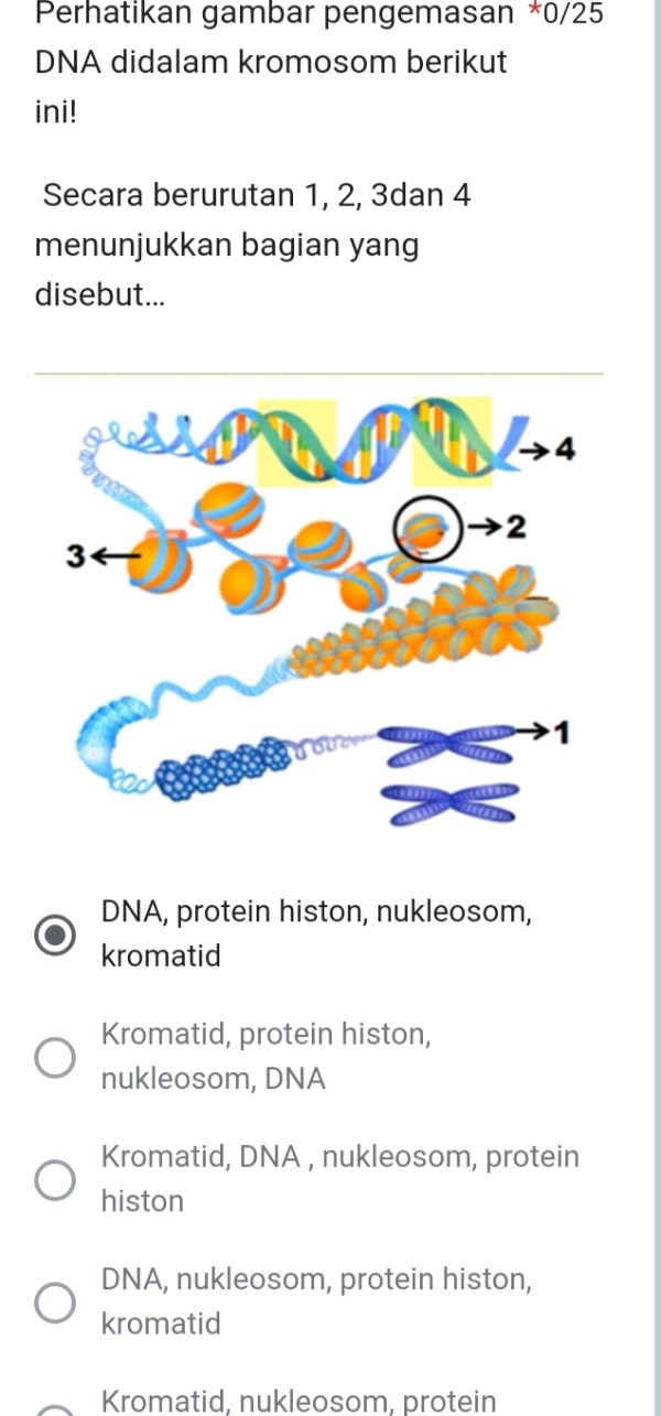 Perhatikan gambar pengemasan DNA didalam | StudyX