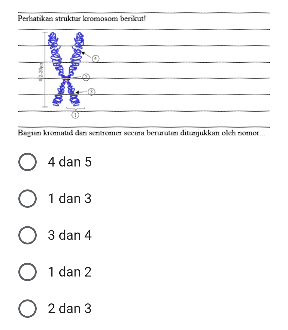 Perhatikan struktur kromosom berikut Gambar | StudyX