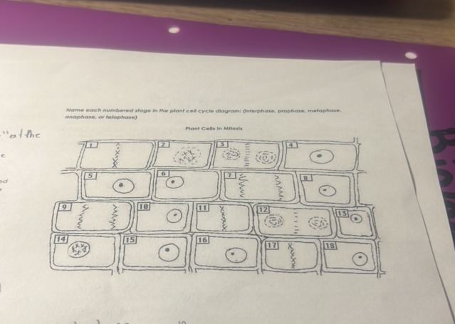 Name each numbered stage in the plant cell