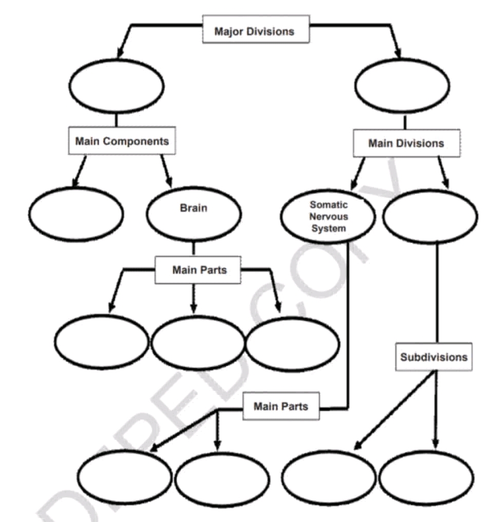 Complete the flowchart about the nervous | StudyX