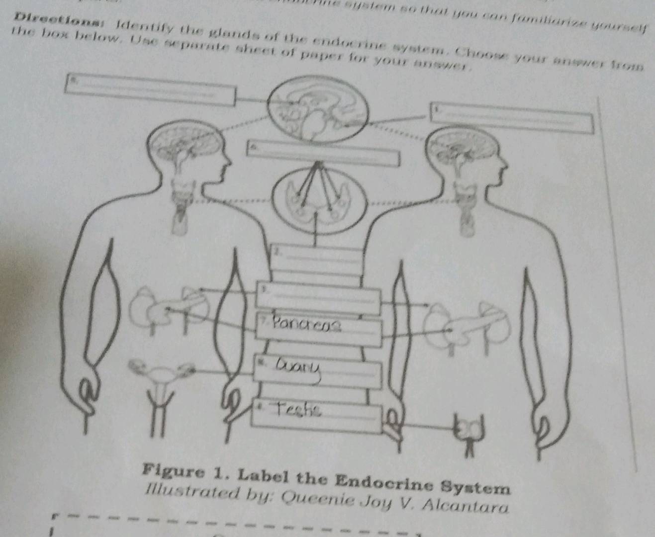 Directions Identify the glands of the | StudyX