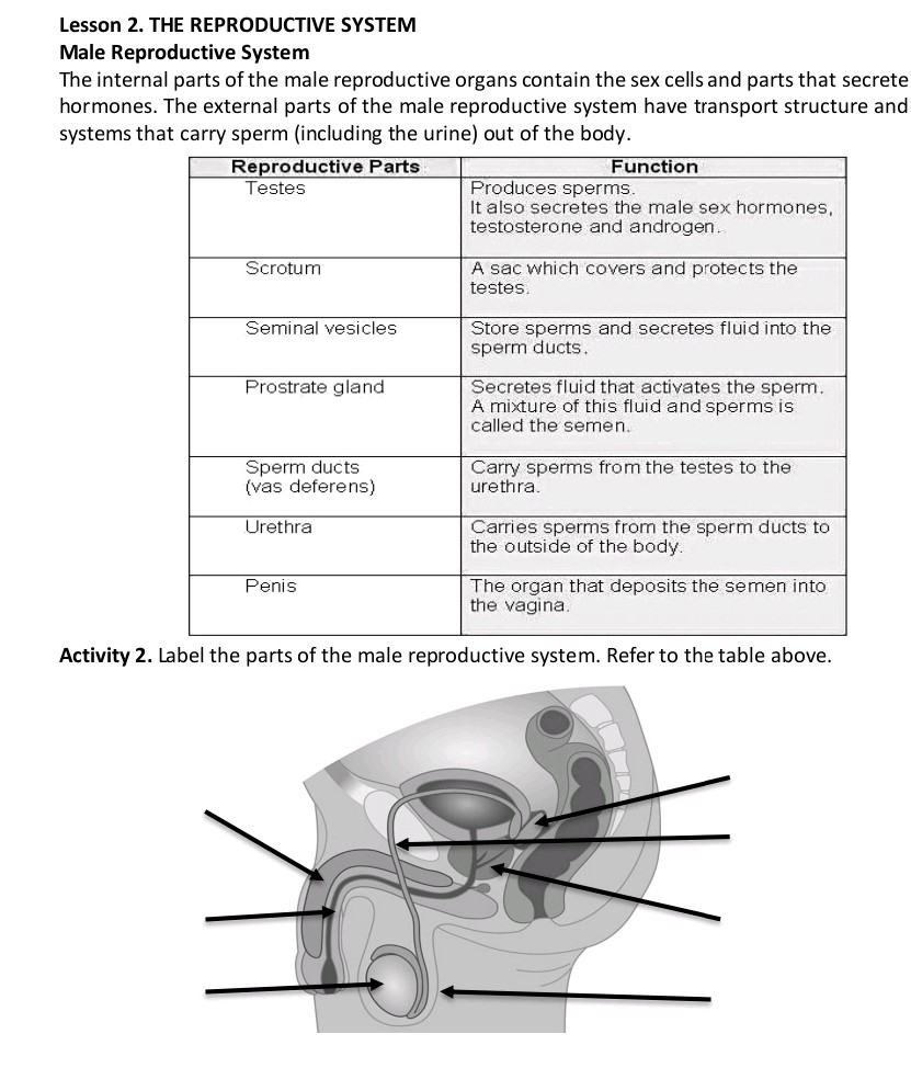 Lesson 2 THE REPRODUCTIVE SYSTEM Male | StudyX